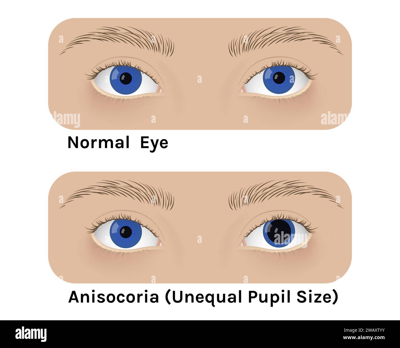 Normal sphere view Stock Vector Images - Alamy