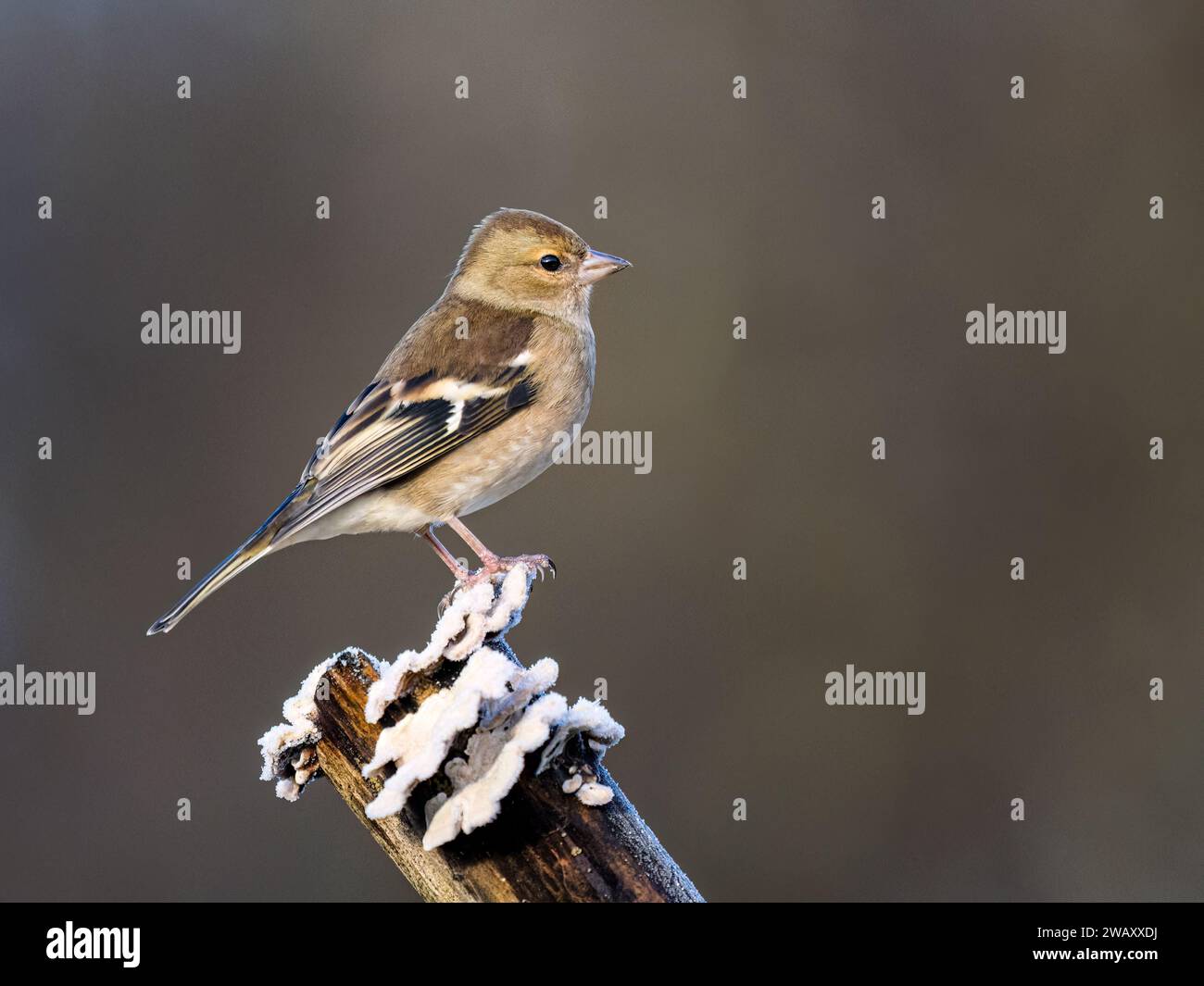 Female chaffinch woodland hi-res stock photography and images - Alamy