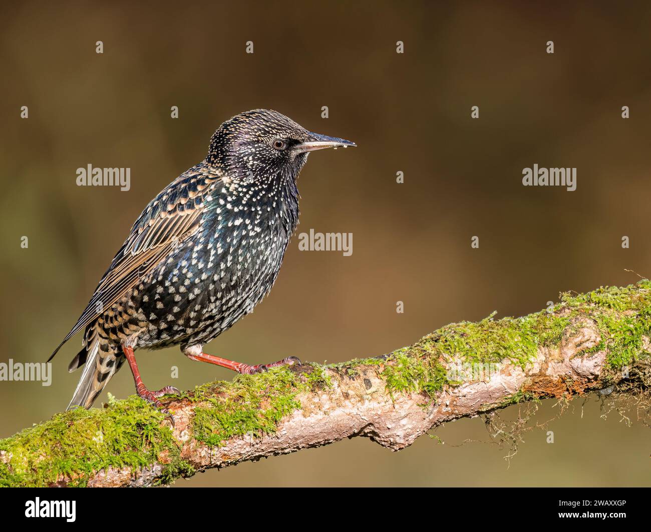 Starling in winter hi-res stock photography and images - Alamy