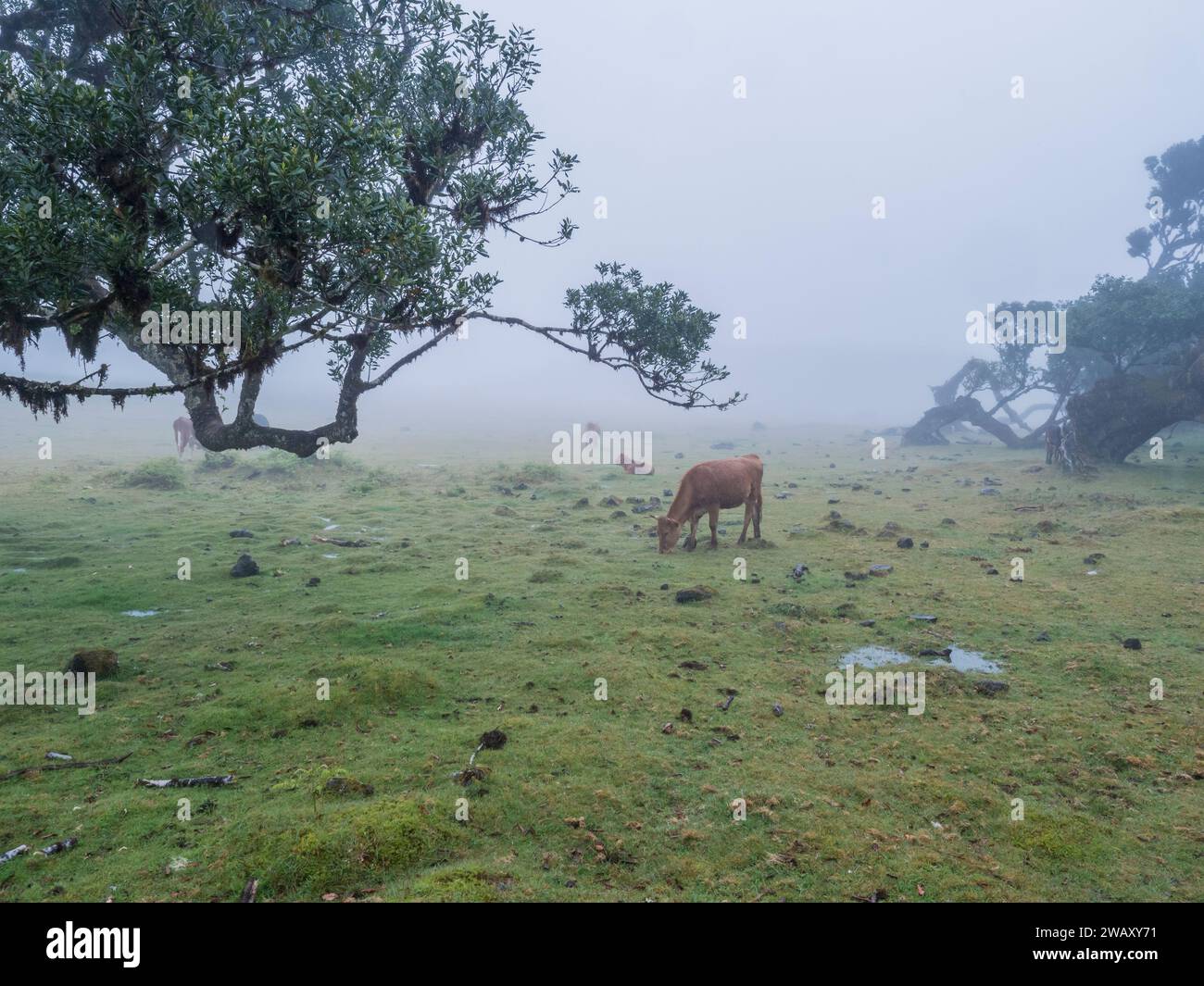 Fanal laurel forest in rain and dense fog with cow and calfs and ...