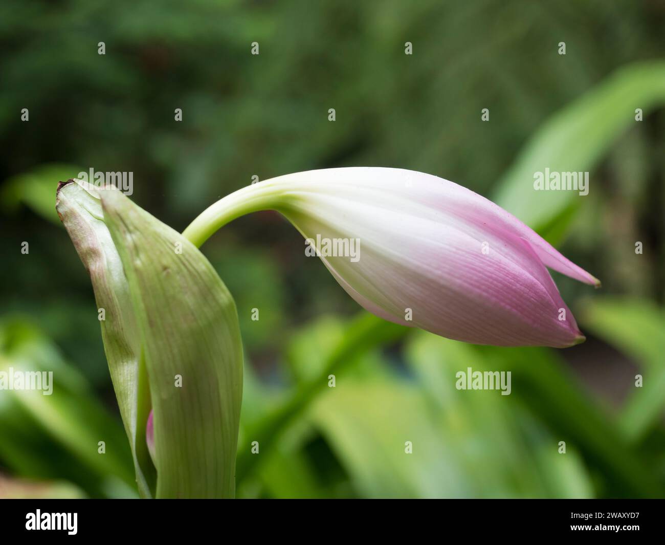 Closeup of bud of Pink Crinum Lily flower. Roseum Lily, Swamp Lily on ...