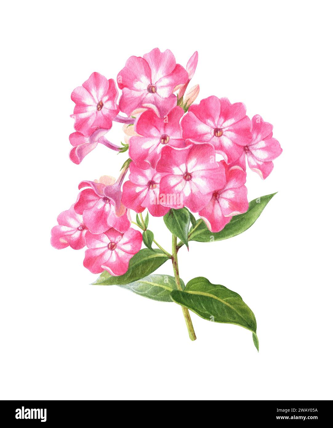 Drawing phlox hi-res stock photography and images - Alamy