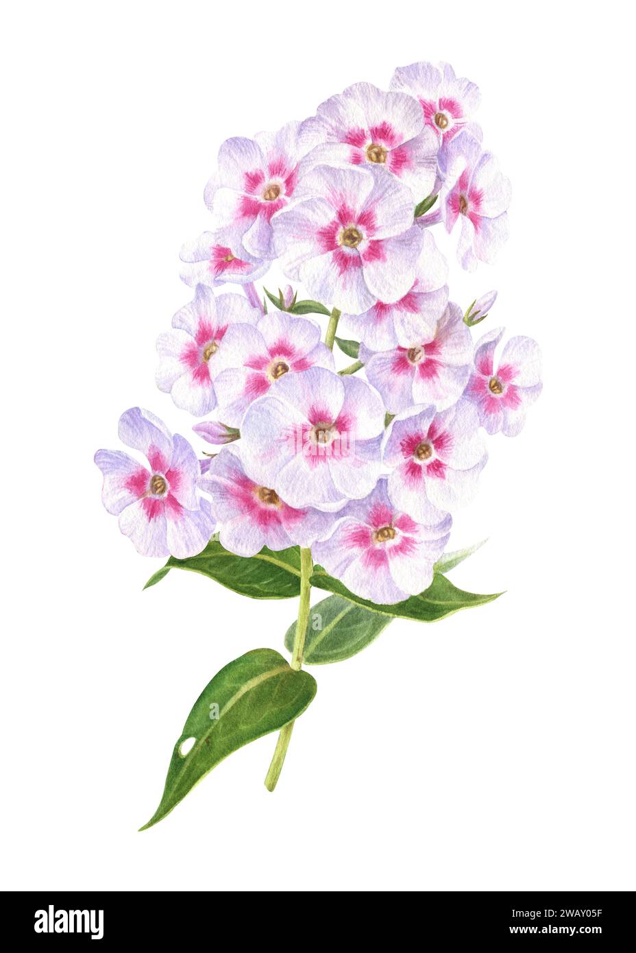 Watercolor illustration of a branch of white-pink phlox in botanical ...