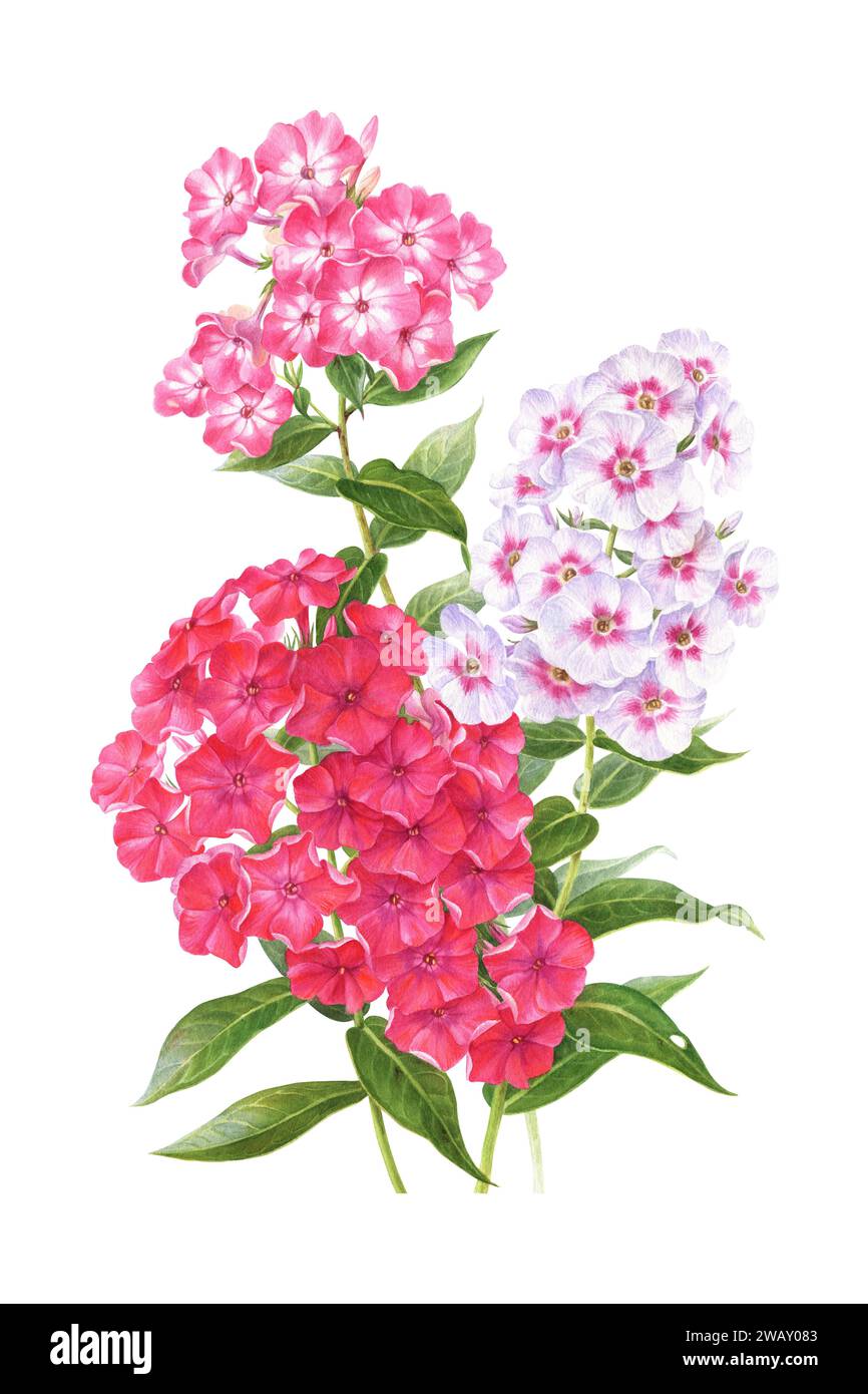 Watercolor illustration of a bouquet of white-pink phlox in botanical ...
