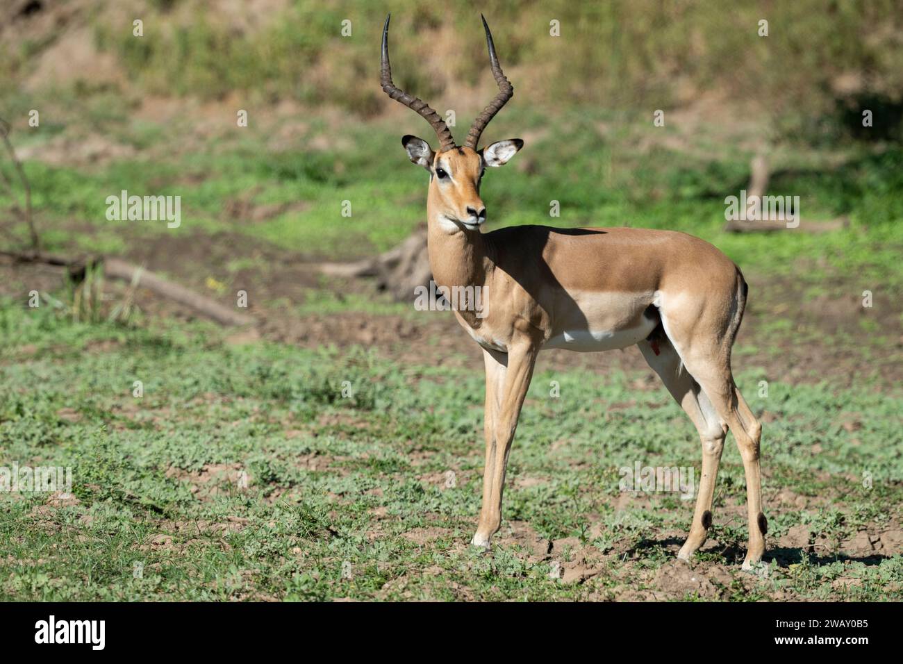 Zambia, South Luangwa National Park. Common male Impala aka rooibok ...