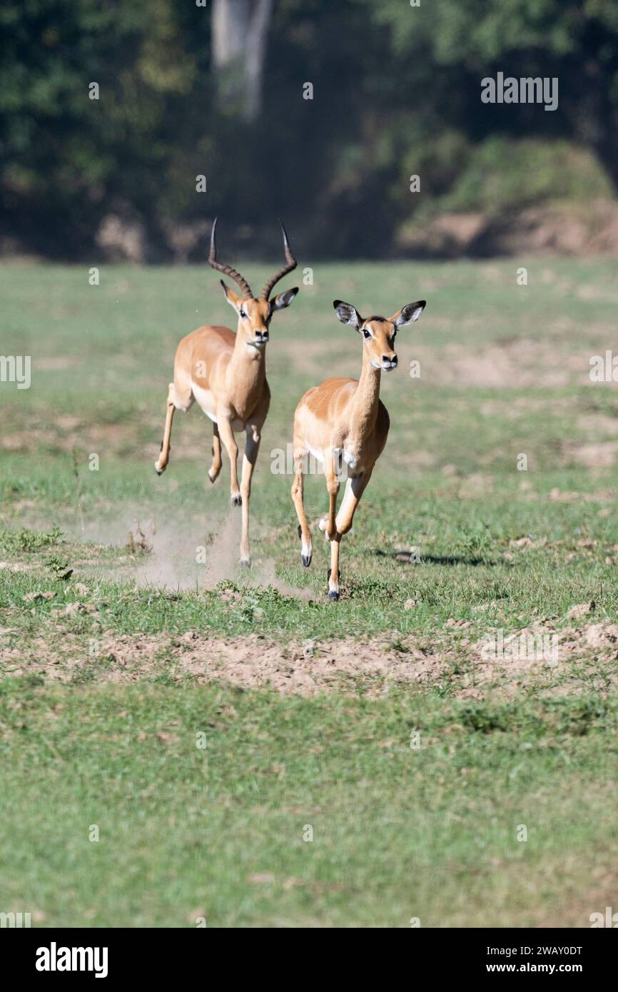 Zambia, South Luangwa National Park. Male Impala aka rooibok chasing ...