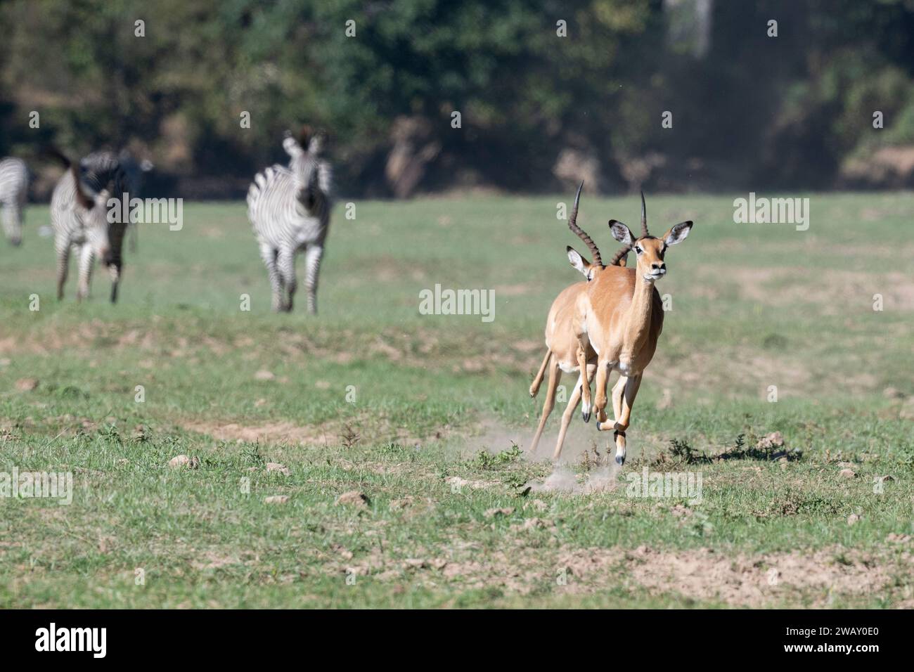 Zebra mating hi-res stock photography and images - Alamy