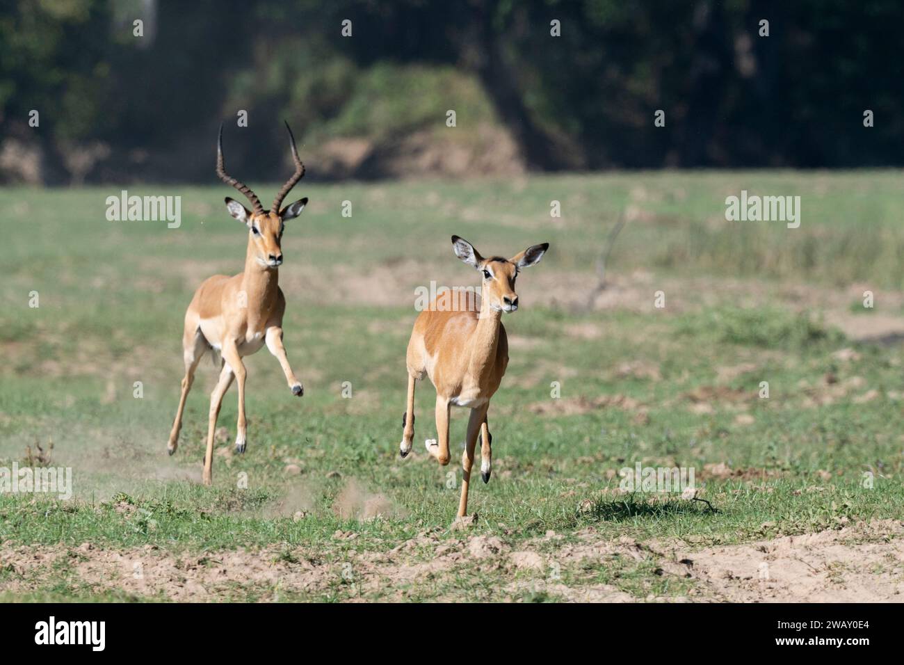 Pair impala rooibok aepyceros hi-res stock photography and images - Alamy