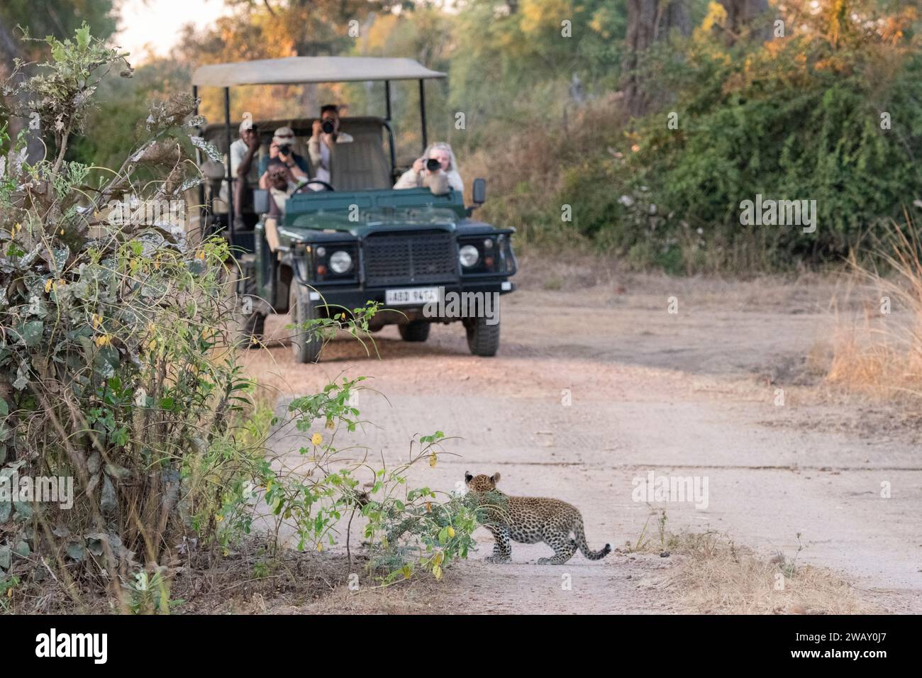Zambia, South Luangwa National Park. Leopard cub (WILD: Panthera pardus ...