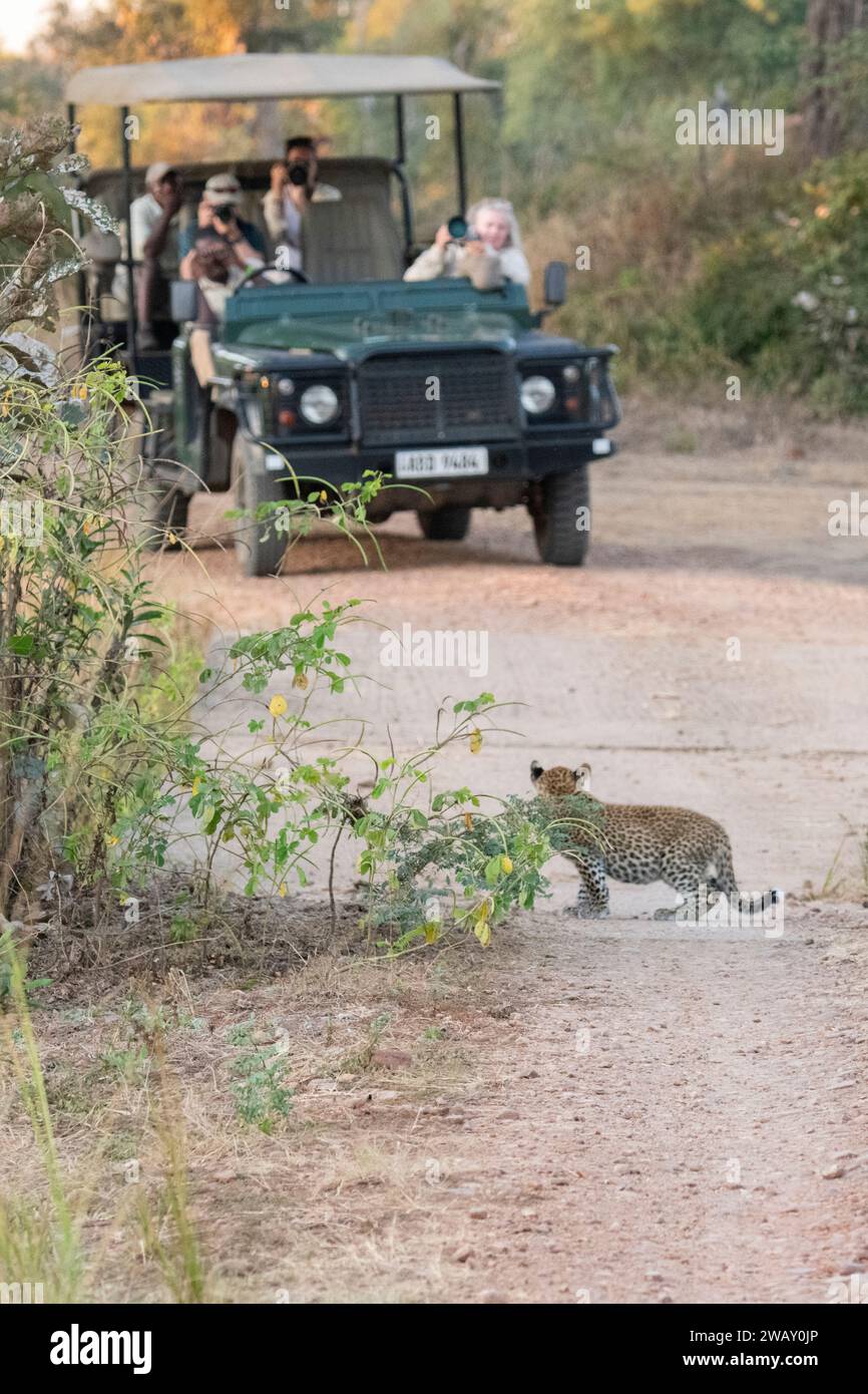 Zambia, South Luangwa National Park. Leopard cub (WILD: Panthera pardus ...