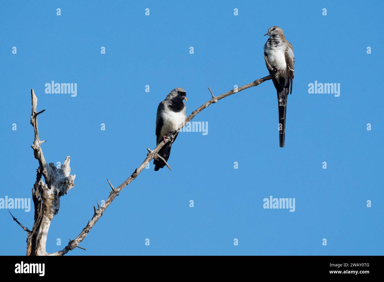 Zambia, South Luangwa National Park. Pair of Namaqua doves (Oena ...