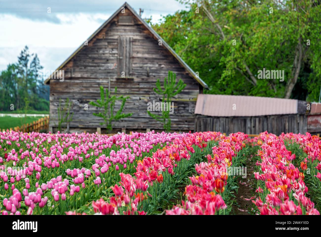 Beautiful field of tulips with an old wooden barn in the background in ...
