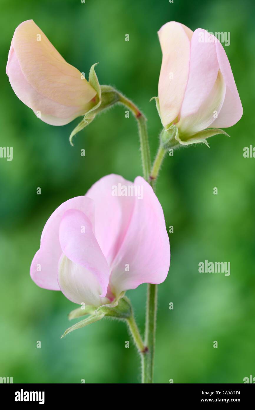 Pea packet hi-res stock photography and images - Alamy