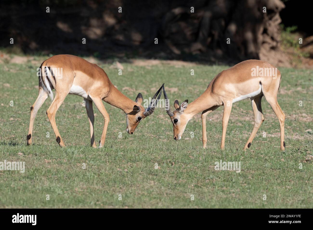 Zambia, South Luangwa National Park. Young male Impala aka rooibok ...