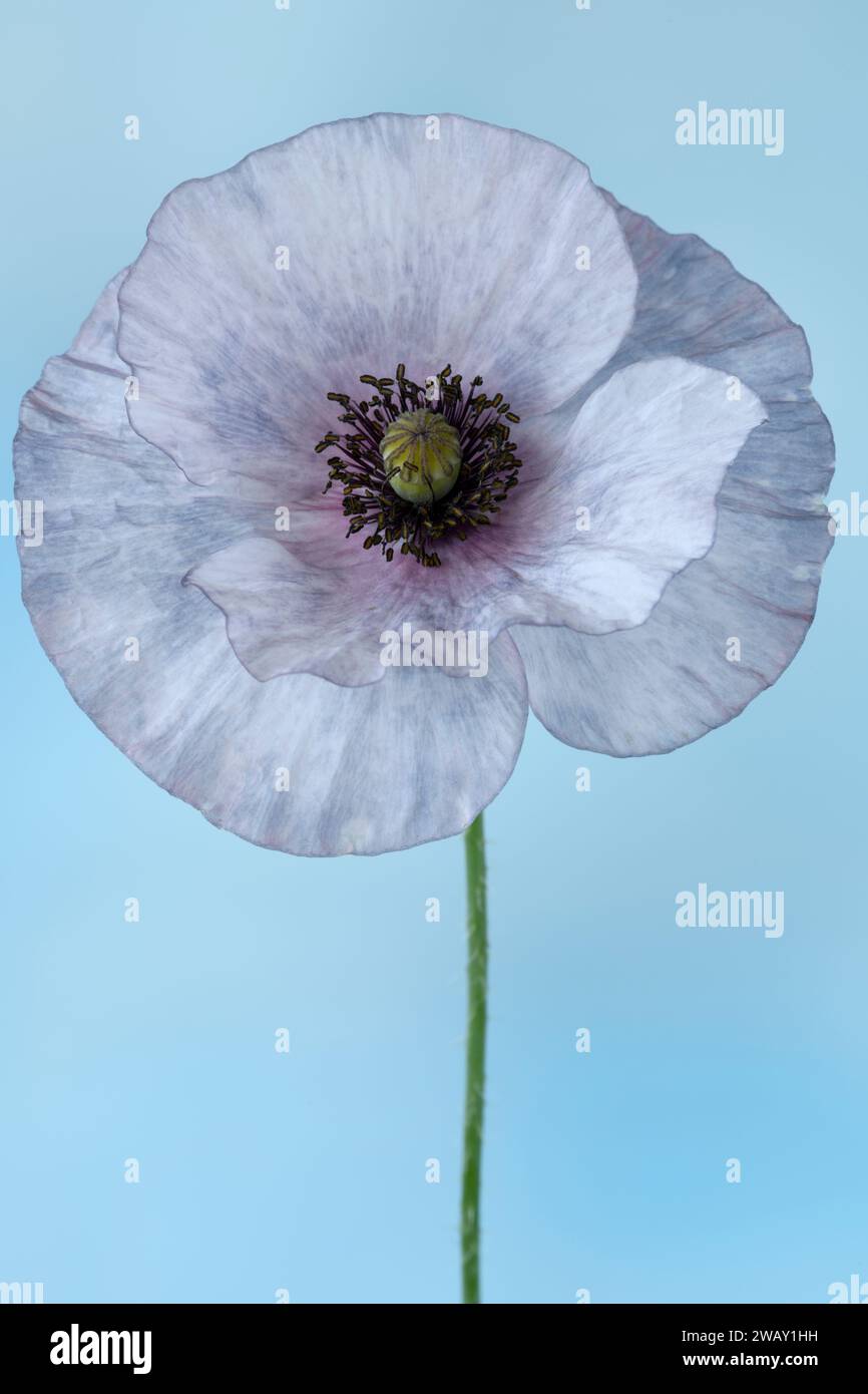 Papaver rhoeas ‘amazing grey’ hi-res stock photography and images - Alamy