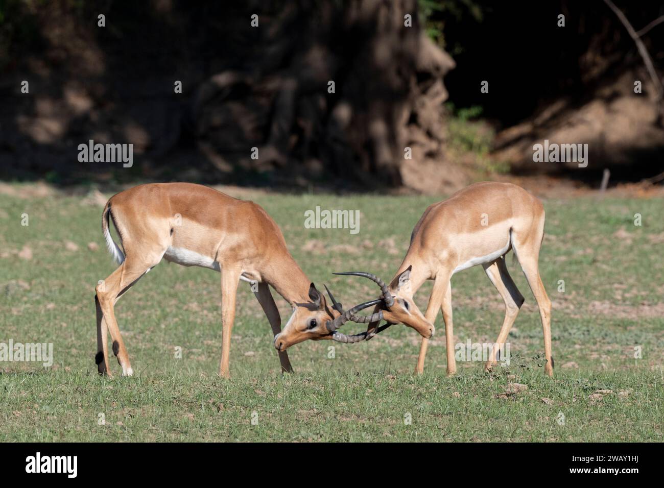 Zambia, South Luangwa National Park. Young male Impala aka rooibok ...
