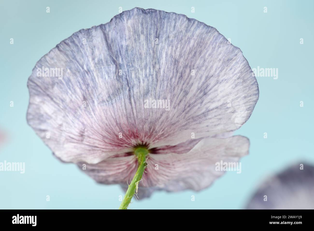 Papaver rhoeas 'Amazing Grey' Poppy Variable in colour and form June ...