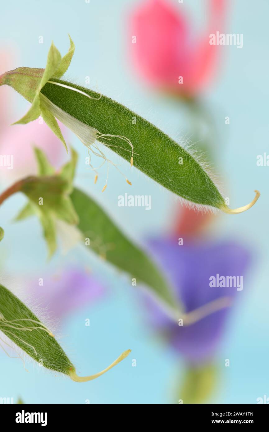 Lathyrus seed hi-res stock photography and images - Alamy