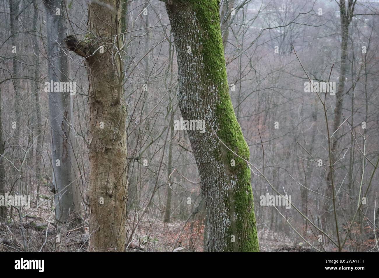 Three kinds of trunks hi-res stock photography and images - Alamy
