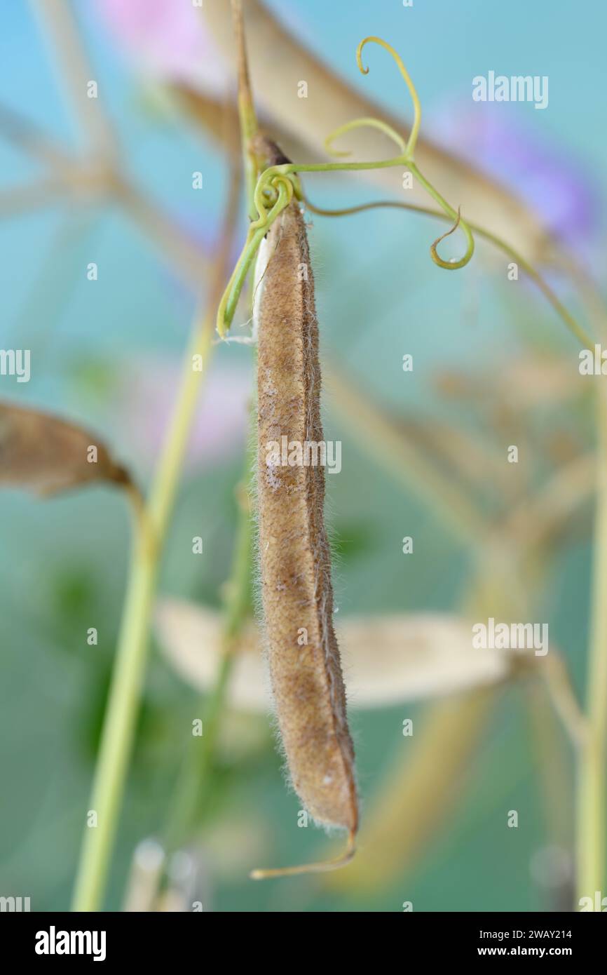 Appear to be Lathyrus Sweet pea No other details known as grown from a ...