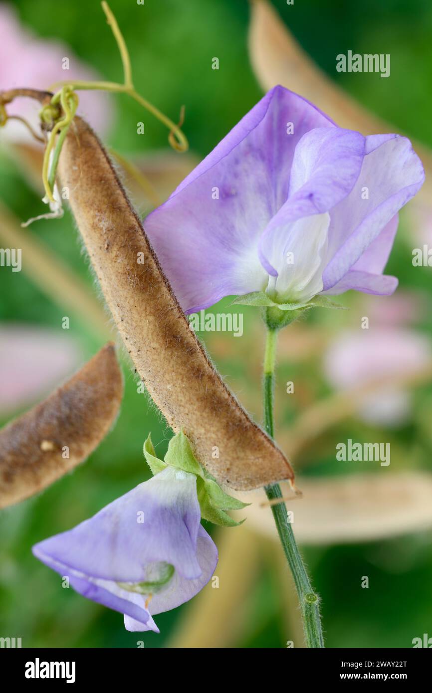 Appear to be Lathyrus Sweet pea No other details known as grown from a ...