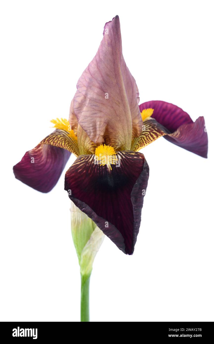 Tall bearded Iris May Stock Photo - Alamy
