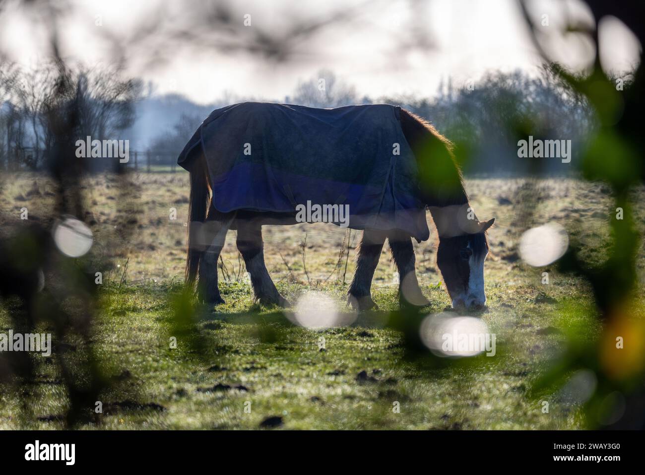 Horse in field - Reddish Vale, Stockport Stock Photo - Alamy