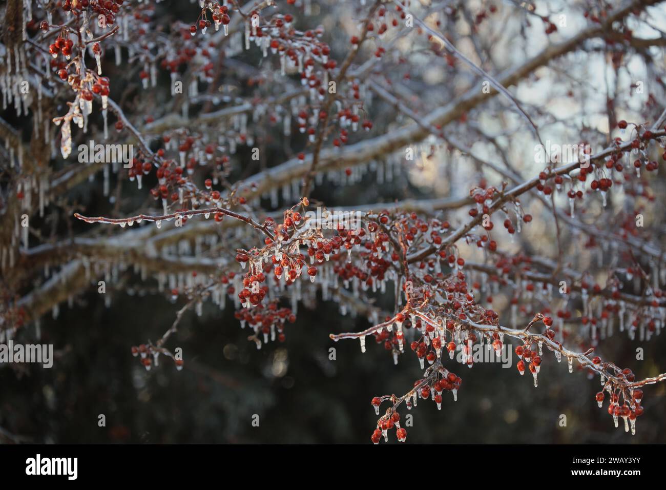 Branches of a Prairie Fire Crabapple filled with red berries covered in ...