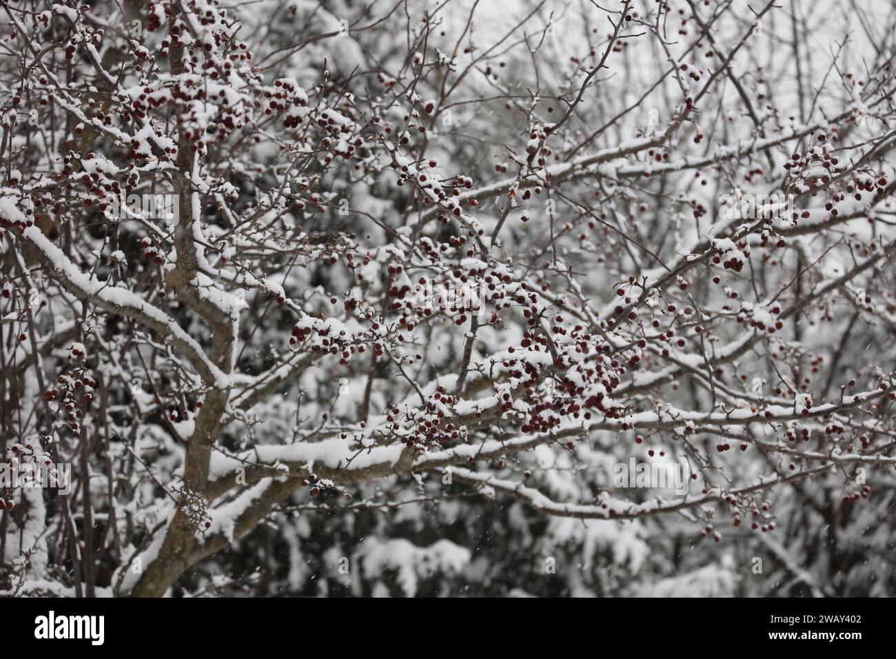Prairie fire crabapple tree hi-res stock photography and images - Alamy