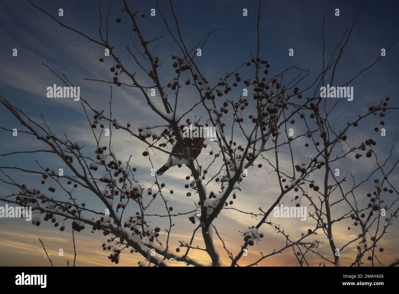 An American Robin sitting on the branches of a Prairie Fire Crabapple ...