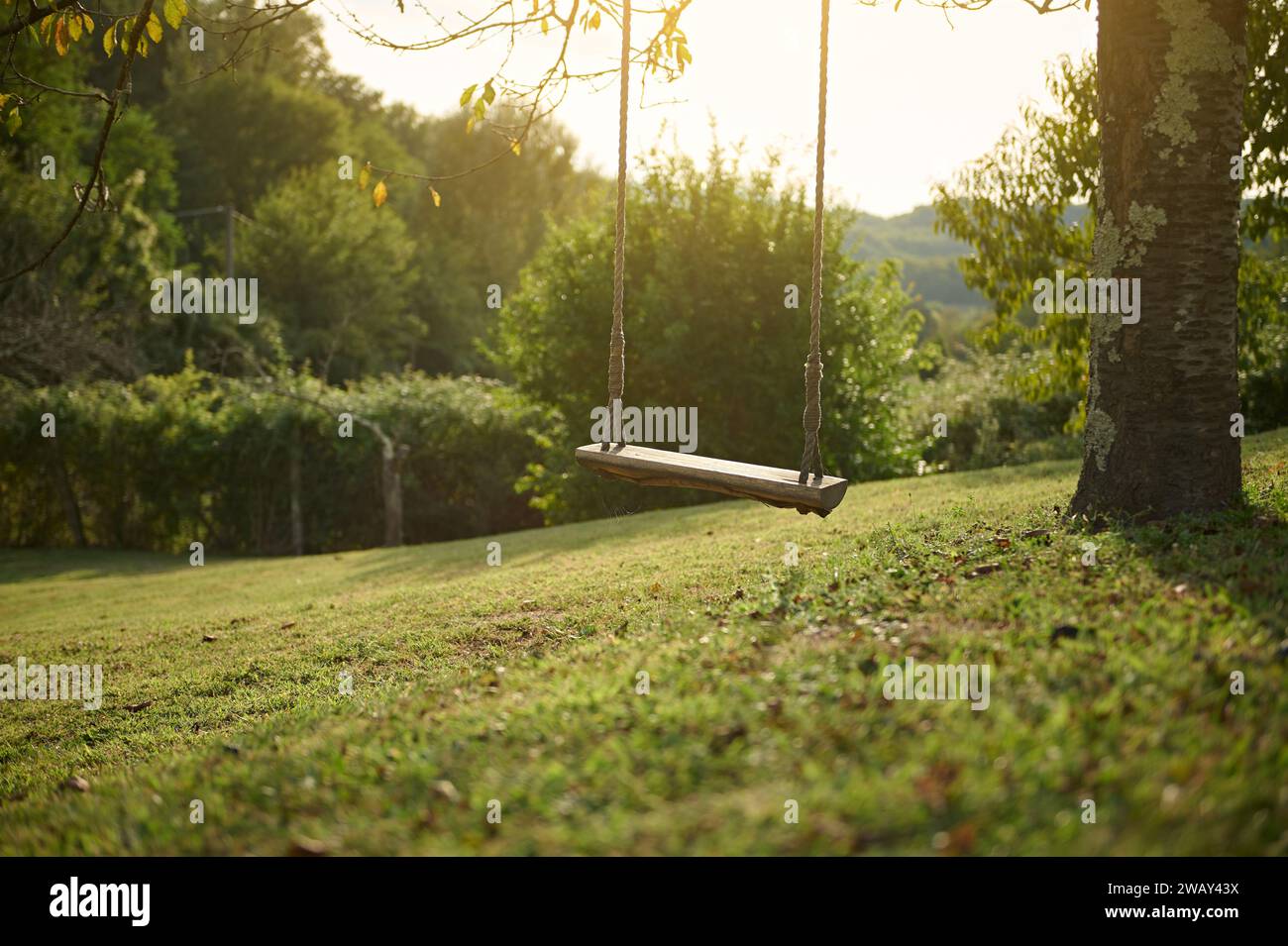 Still life with a simple wooden swing handing on the tree branch on the ...