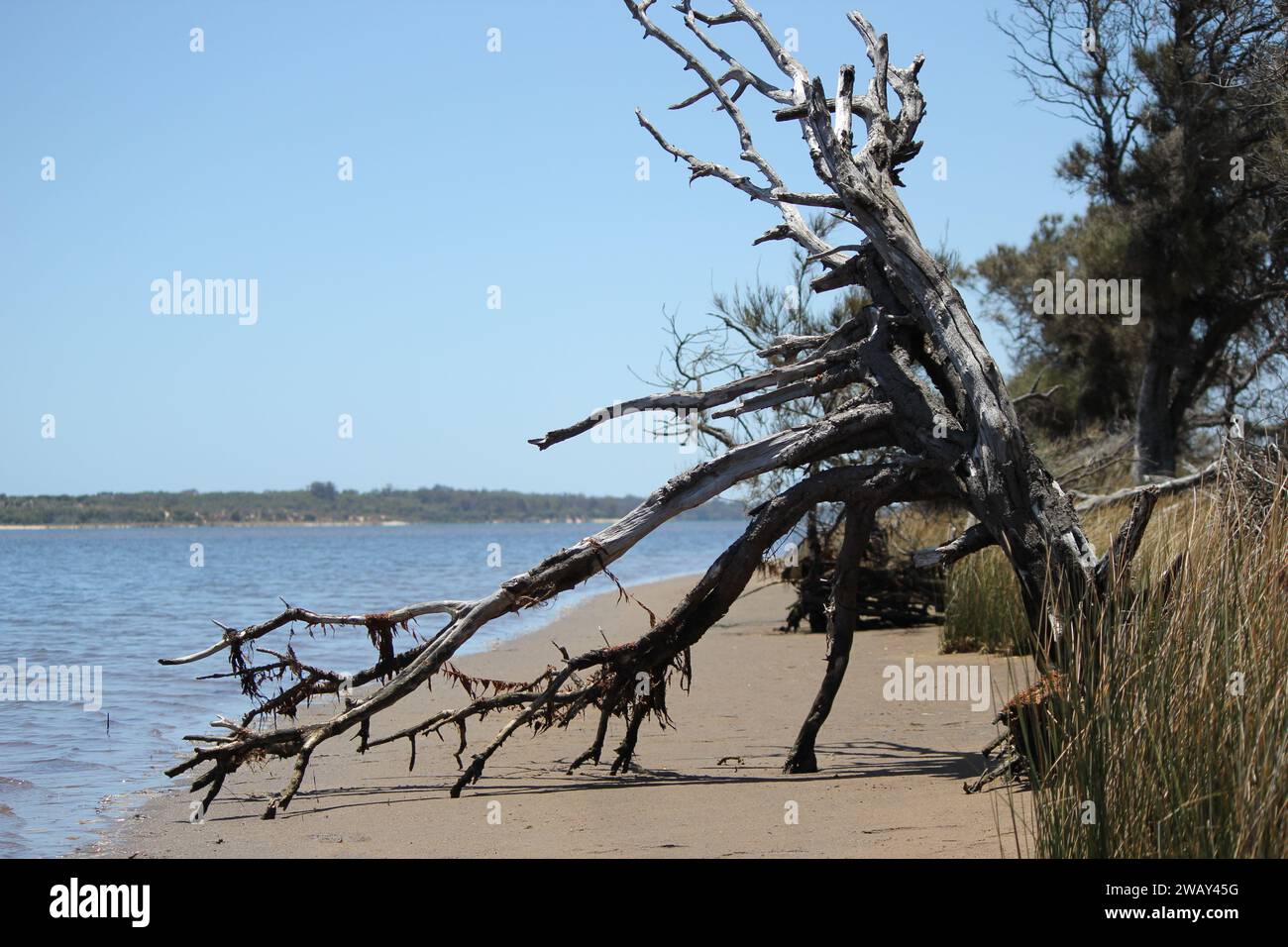 Tree collapsed due to water erosion near a river mouth Stock Photo - Alamy