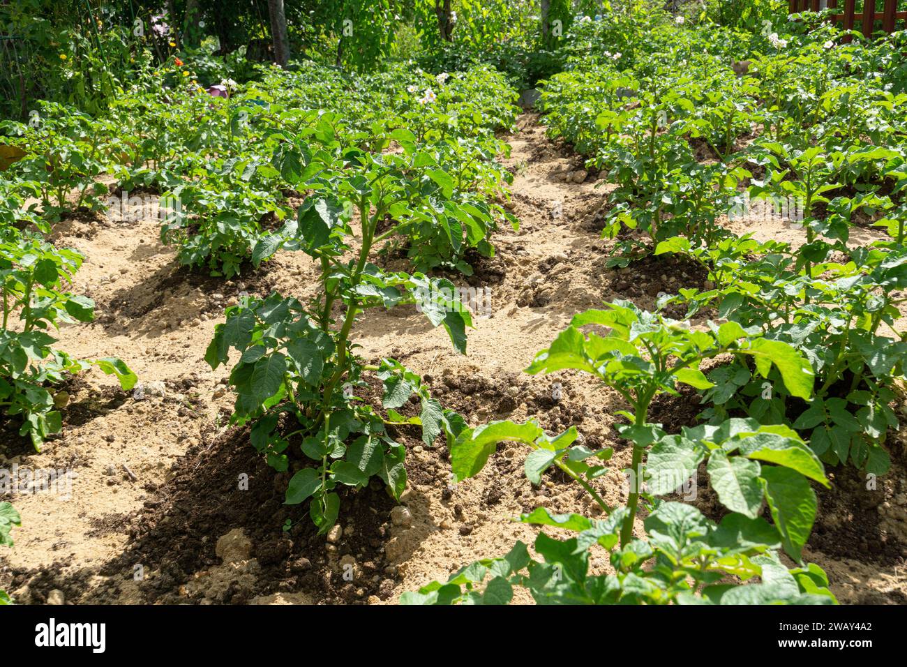 Growing green bushes of potato in the garden Stock Photo - Alamy