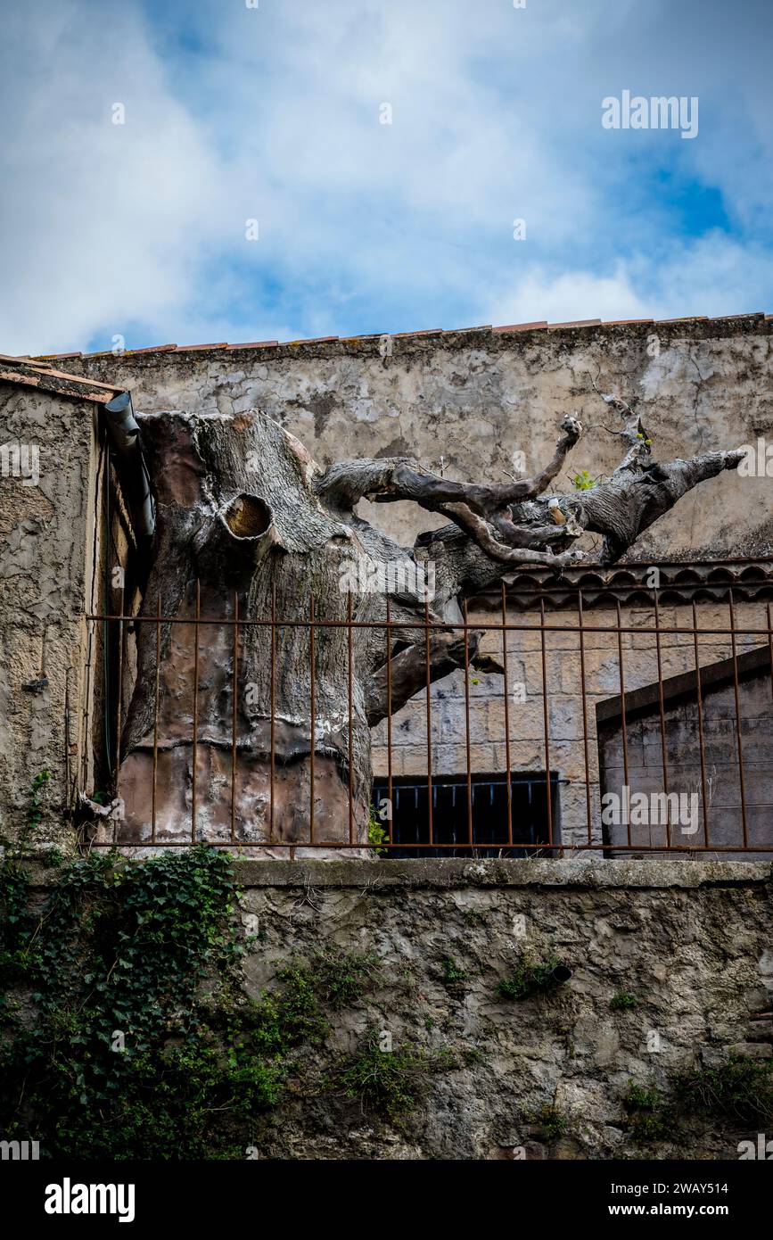 Knobby tree trunk on a terrace in La Cite, medieval citadel with double ...