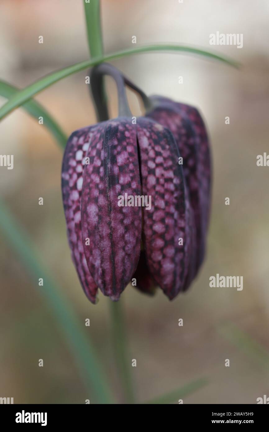 Fritillaria meleagris is a Eurasian species of flowering plant in the ...