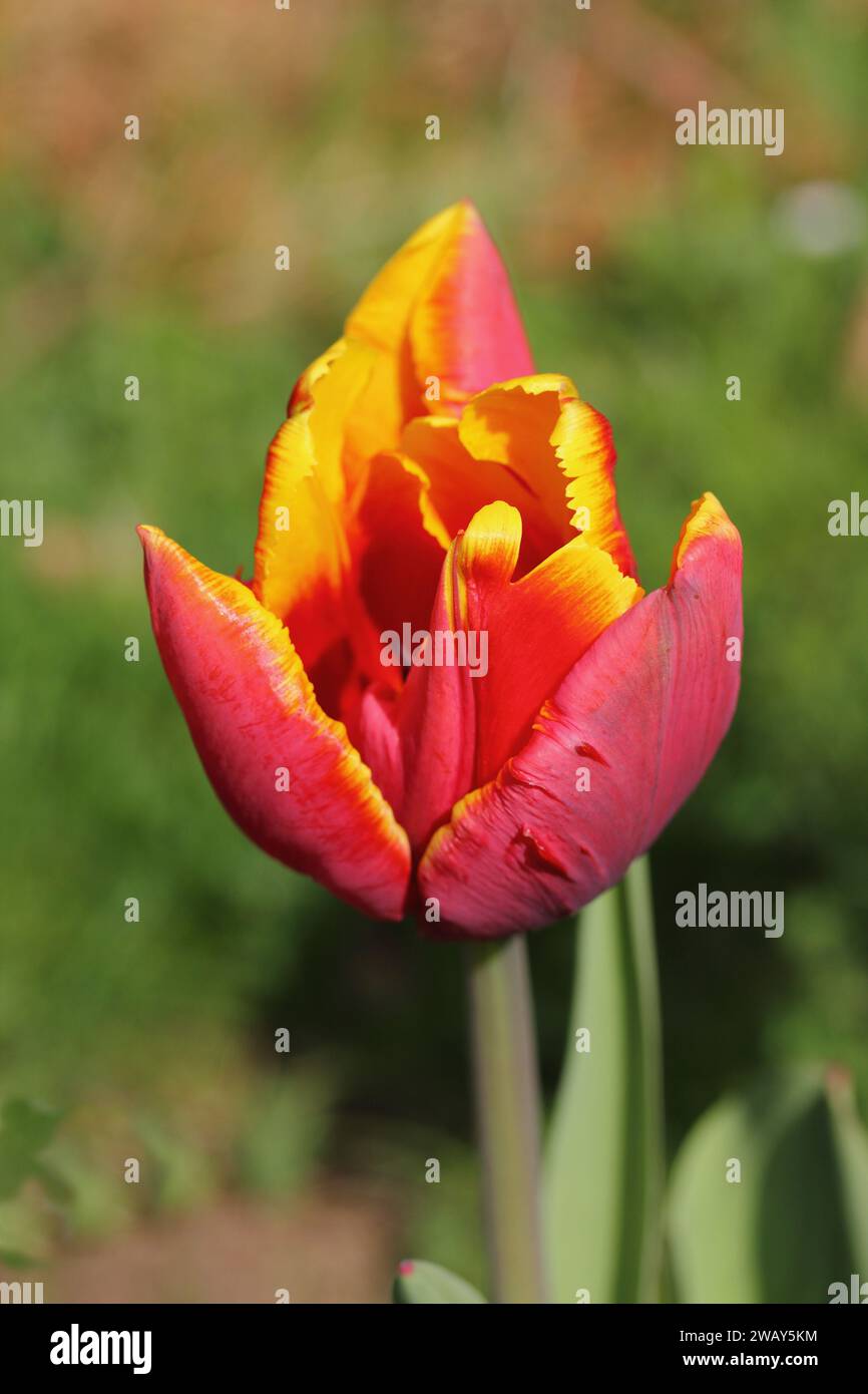Tulips (Tulipa) form a genus of spring-blooming perennial herbaceous ...