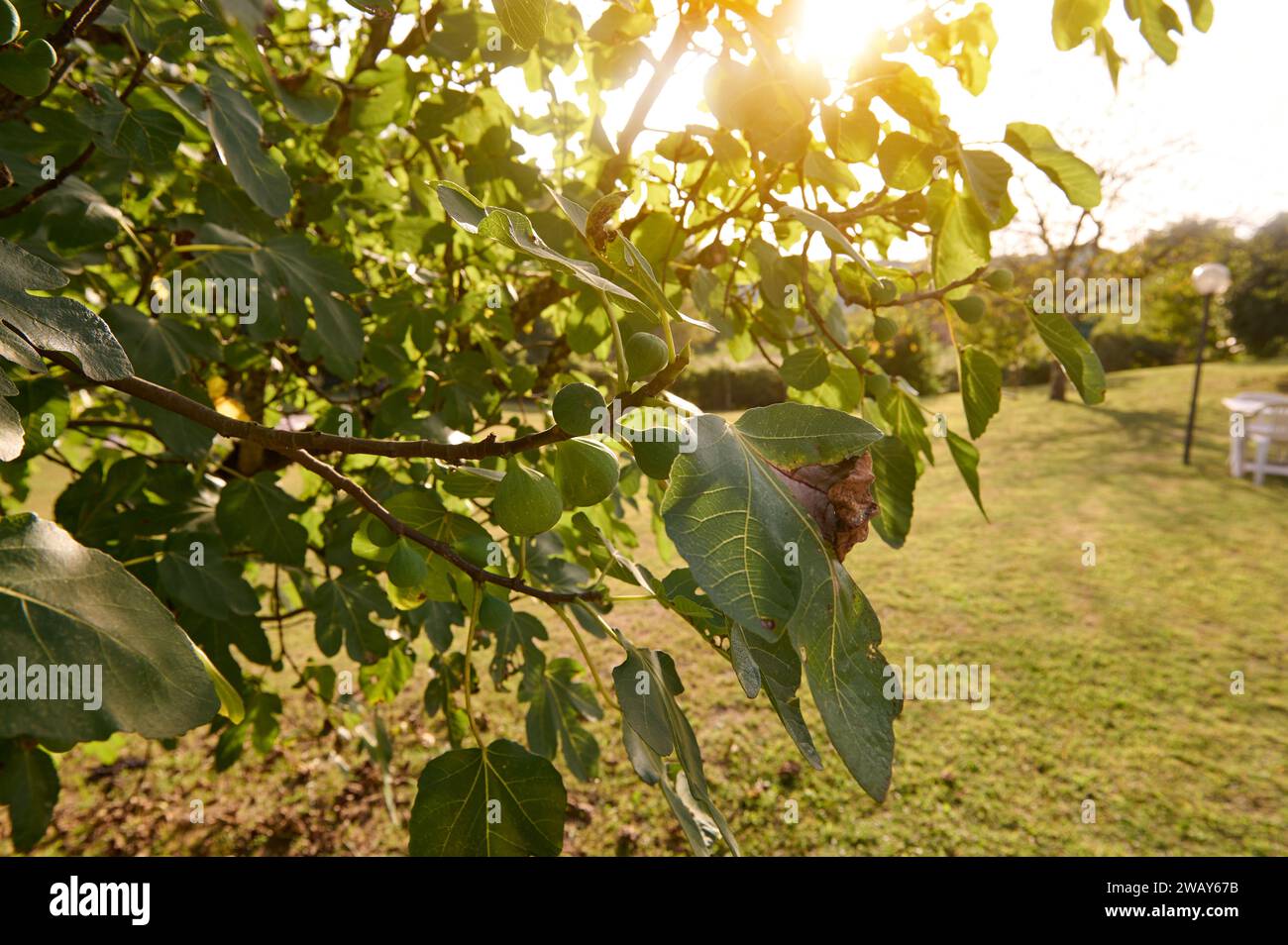 Fig tree with ripening figs growing on the branch in orchard against ...