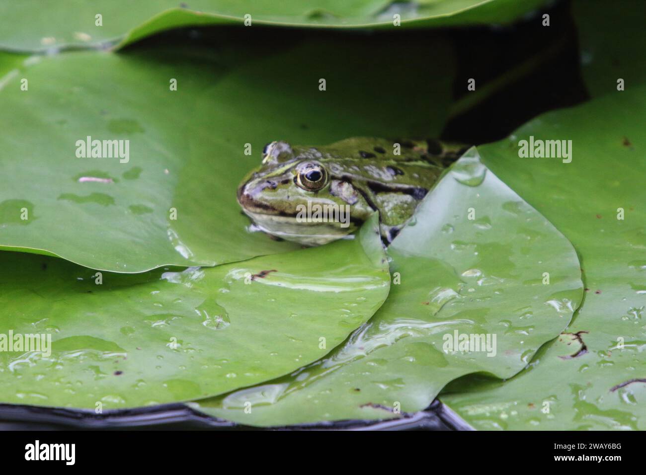 Pelophylax is a genus of true frogs widespread in Eurasia, with a few ...