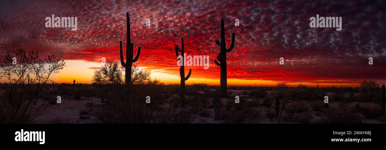 A stunning sunrise with cactus and saguaro trees silhouetted against ...