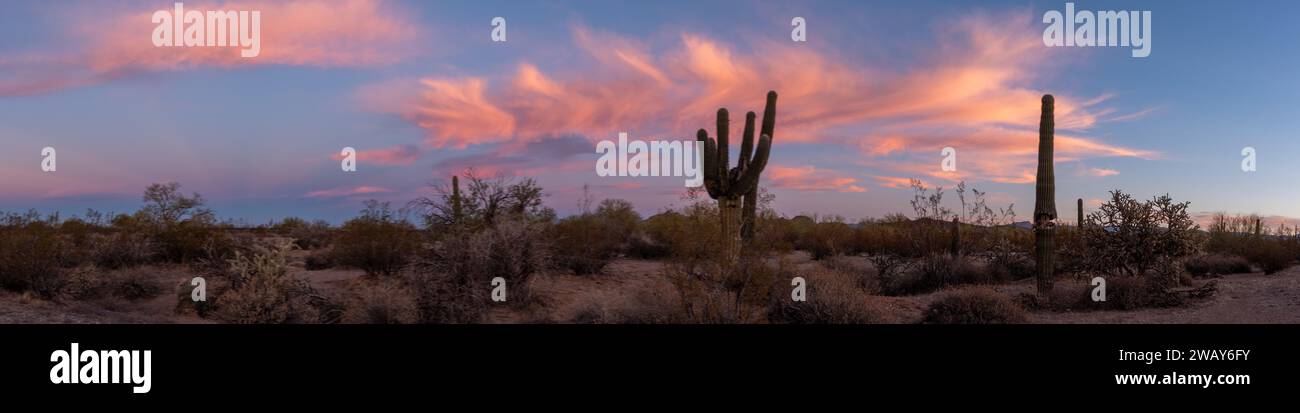 A stunning desert landscape featuring a horizon of cacti trees with a ...