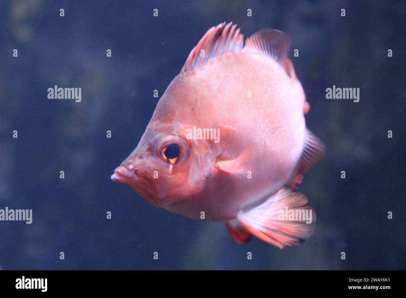 The boarfish (Capros aper) is a species of fish in the Caproidae family ...
