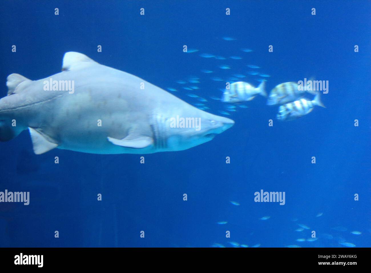 Revolvergebiss hi-res stock photography and images - Alamy