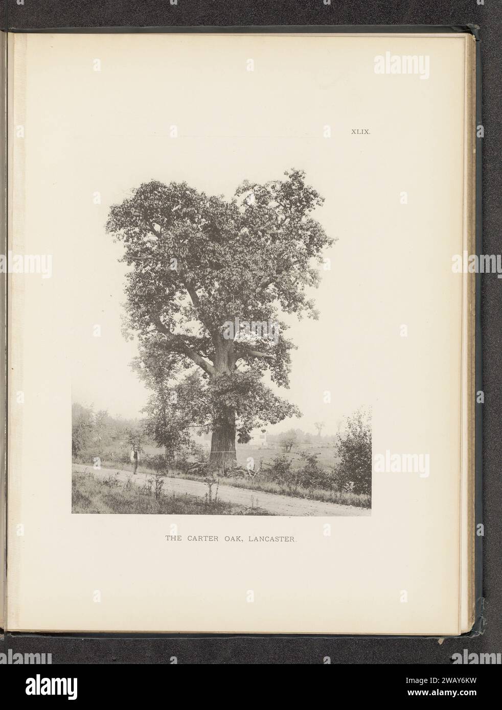 Black and white photo of oak trees hi-res stock photography and images ...