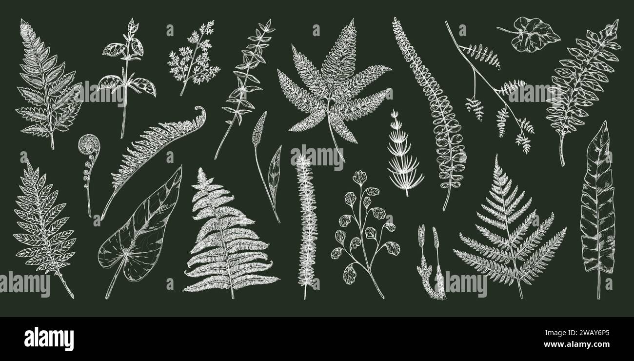 Fern leaves. Botanical sketch. Forest flora. Silhouette plants greenery ...