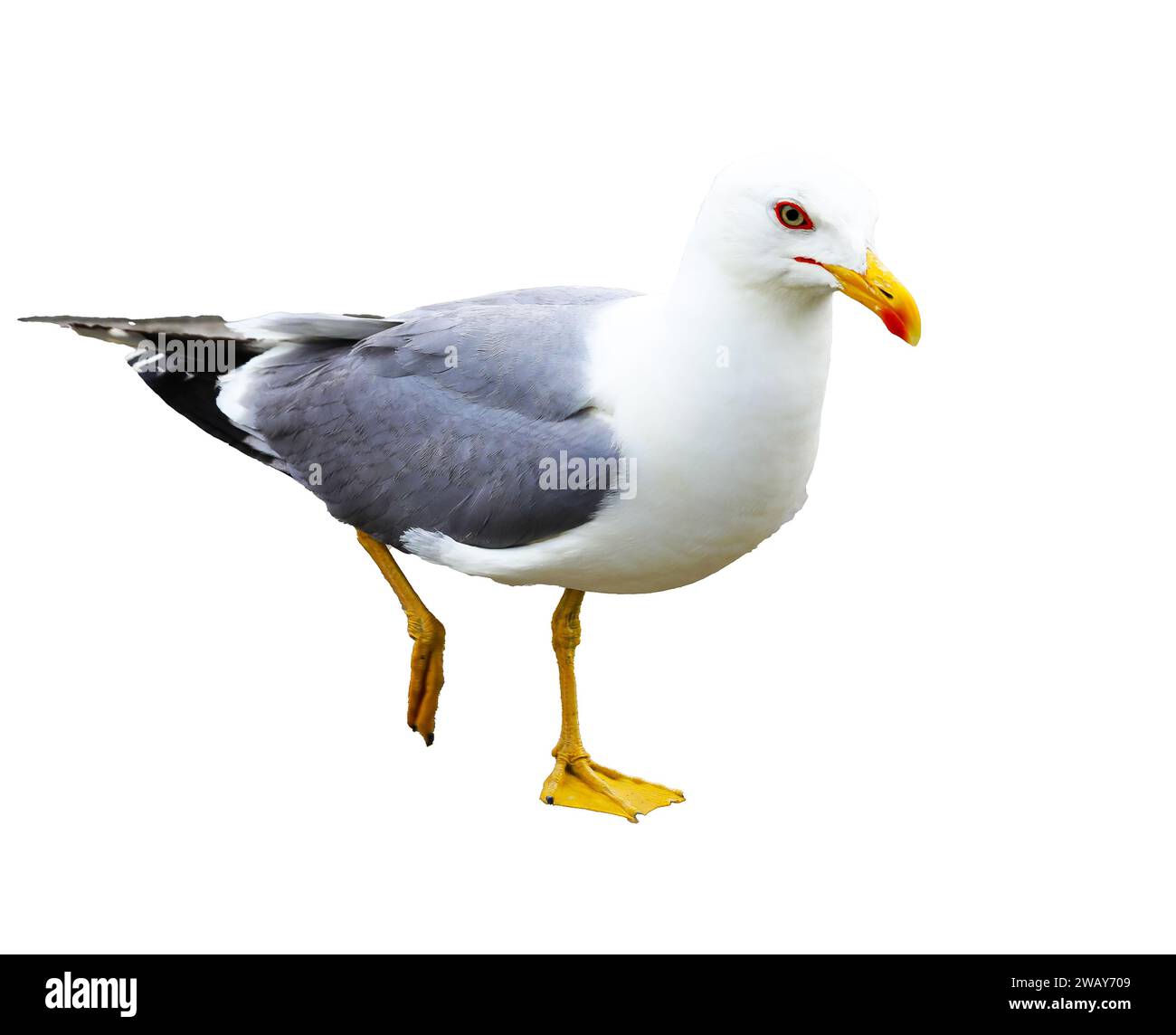 great Gull with yellow beak and webbed legs on white background Stock ...
