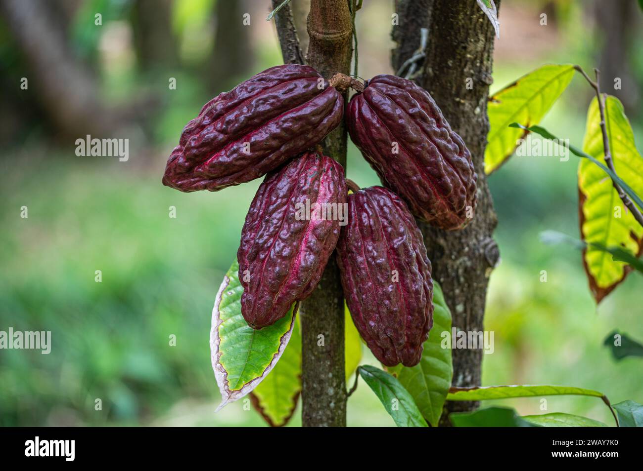 Theobroma cacao tree with cocoas pods fruit ripening on the tree trunk ...