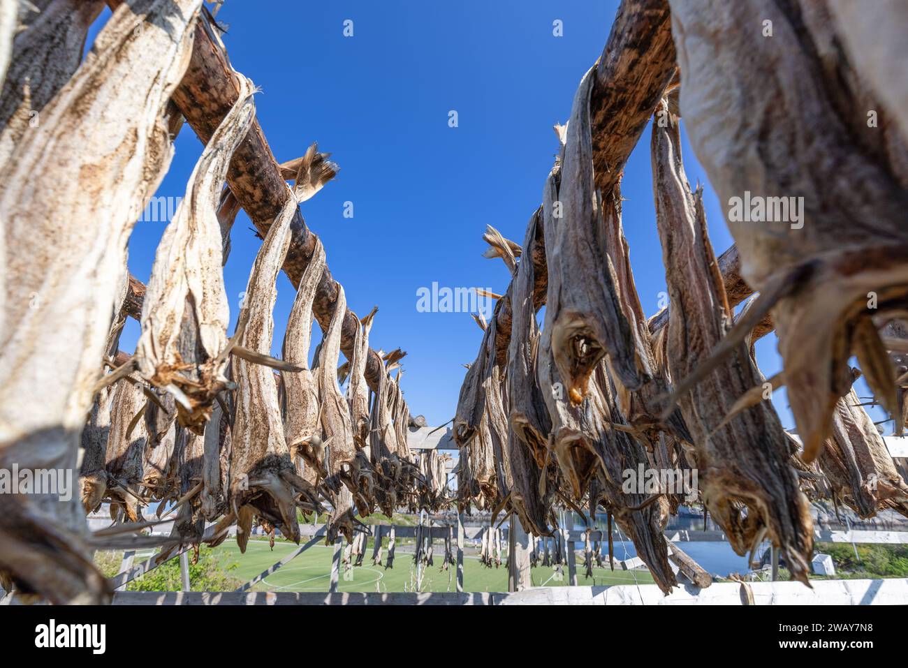 Dried cod fish hanging on a rack on Lofoten Island, Norway, with a ...