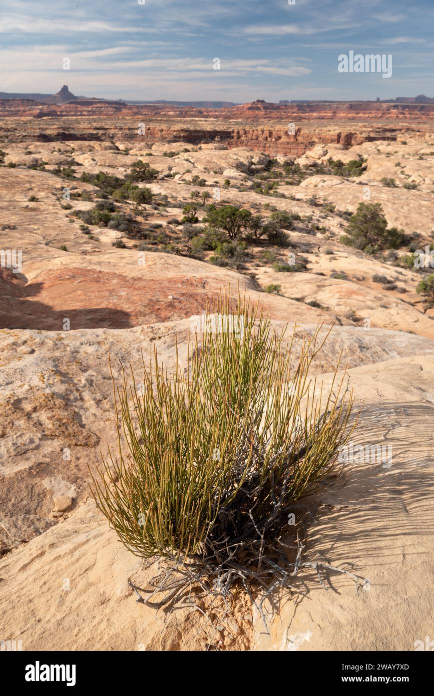 Ephedra, a.k.a. Mormon Tea, Canyonlands National Park, Utah Stock Photo ...