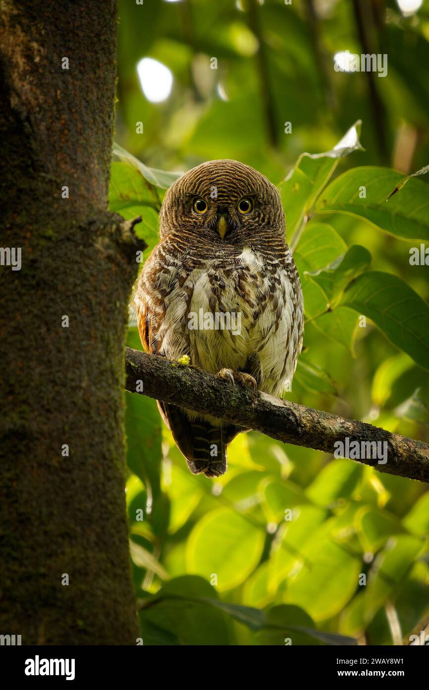 Castanotum hi-res stock photography and images - Alamy