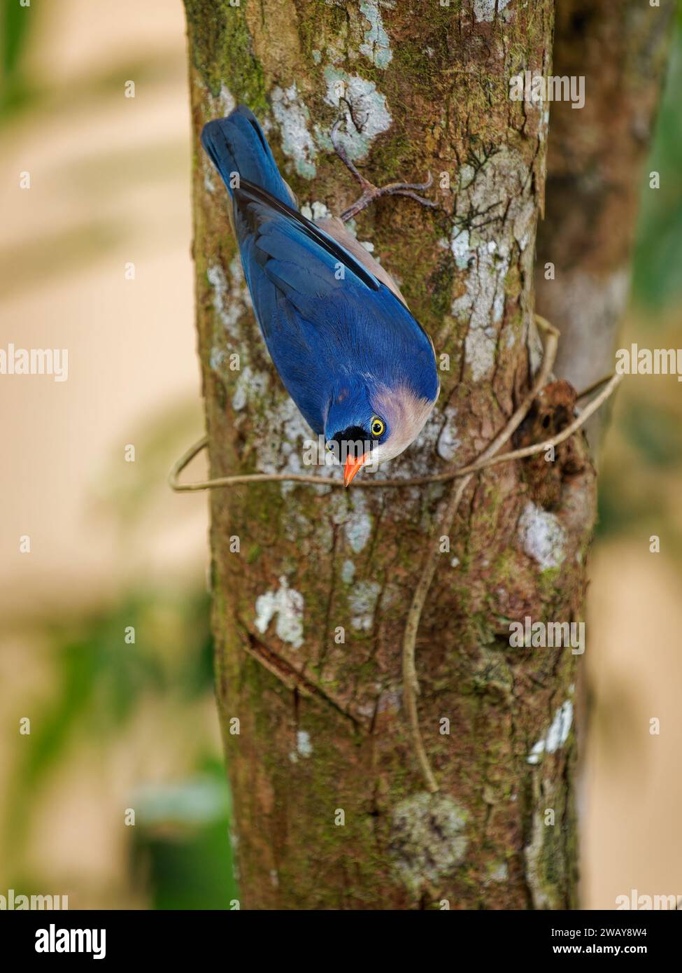 Velvet-fronted Nuthatch - Sitta frontalis small blue passerine bird ...
